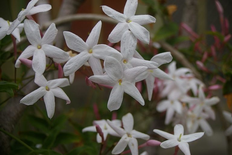 Le jasmin : cette fleur qui permet à un thé ordinaire de devenir ...
