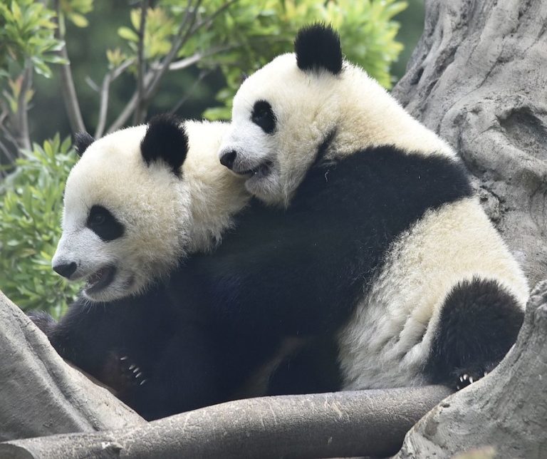 Une femelle panda géant du nom de Qin Qin donne naissance à des jumeaux ...