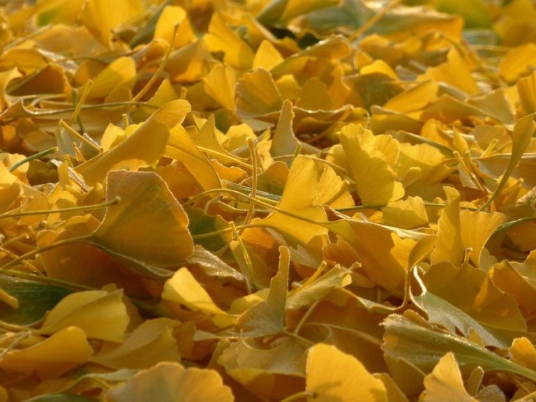 Le fascinant arbre ginkgo : une plante sacrée de l’Asie de l’Est ...