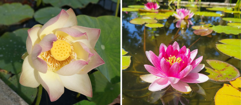 Différence Entre Nénuphar Et Lotus