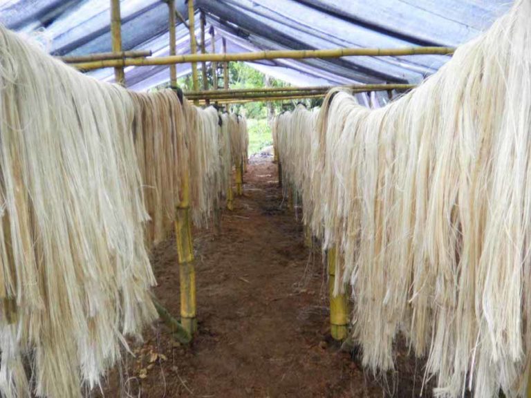 Le processus fascinant à l’origine de la beauté des fibres naturelles ...