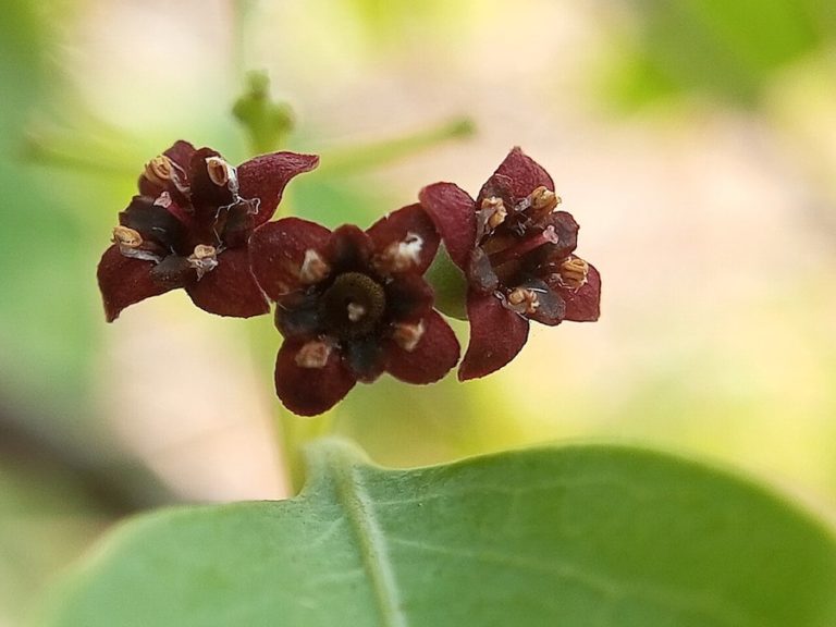 Le bois de santal : un parfum chaleureux et une signification ...