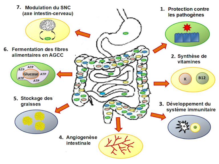 Est-il vrai qu’il y a plus de microbes que de cellules dans le corps ...
